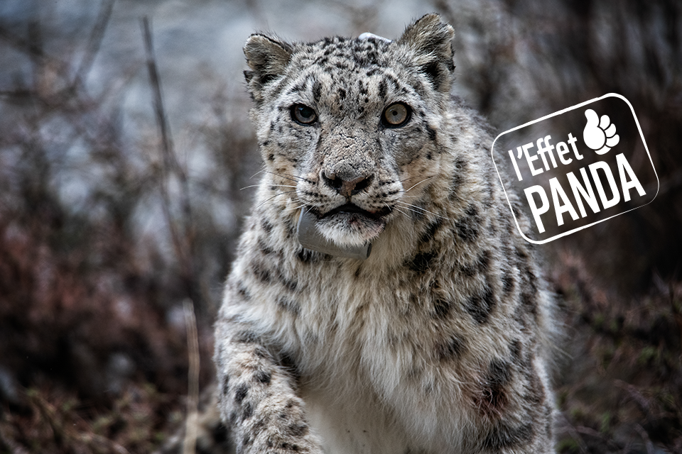 La Panthère des neiges à la trace | WWF France